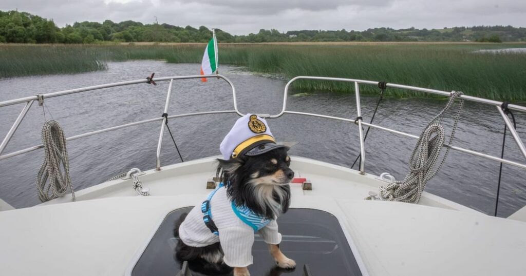 Meet the Dublin dog representing the capital in the…