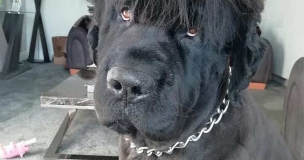 Owner in hysterics over dog's 'emo hairstyle' - and…