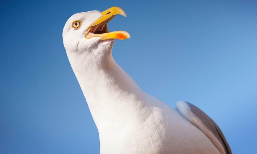 Gull poo pollution warnings on Scottish beaches ‘out…