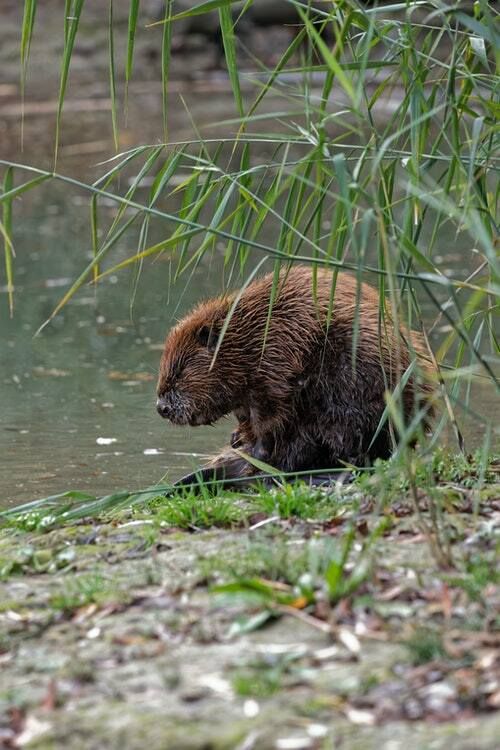 The ultimate status symbol for Danish Vikings? Beaver…