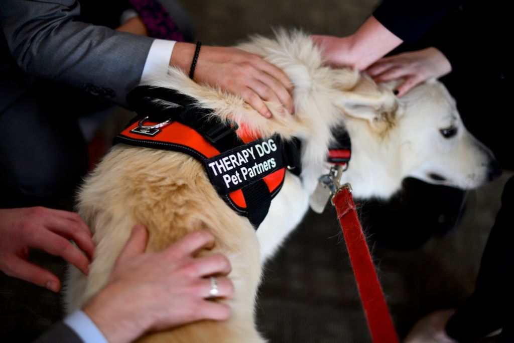 Service Dogs Help Veterans Recover From Post Traumatic…