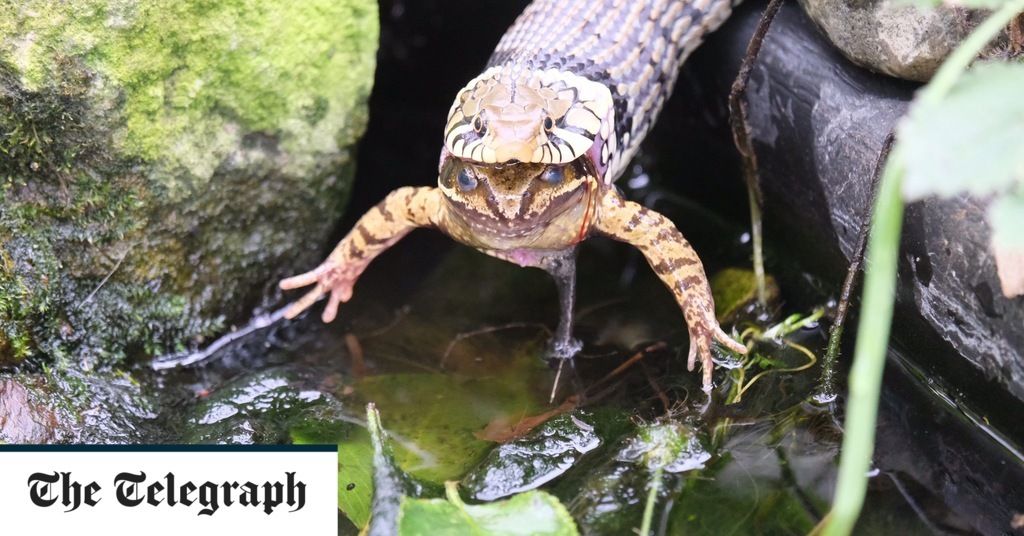 Gut-wrenching! Garden snake caught on camera…