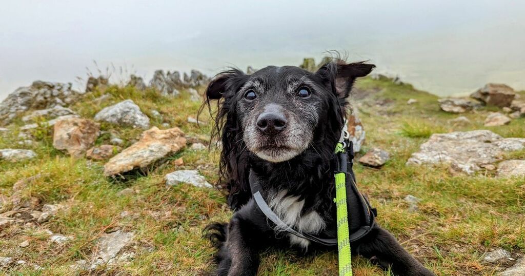 The adorable 15-year-old dog who made it up Snowdon…