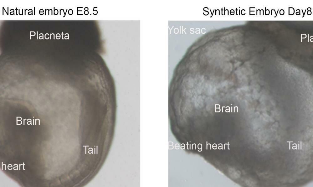 Scientists create world’s first ‘synthetic embryos’ Scientists create world’s first ‘synthetic embryos’