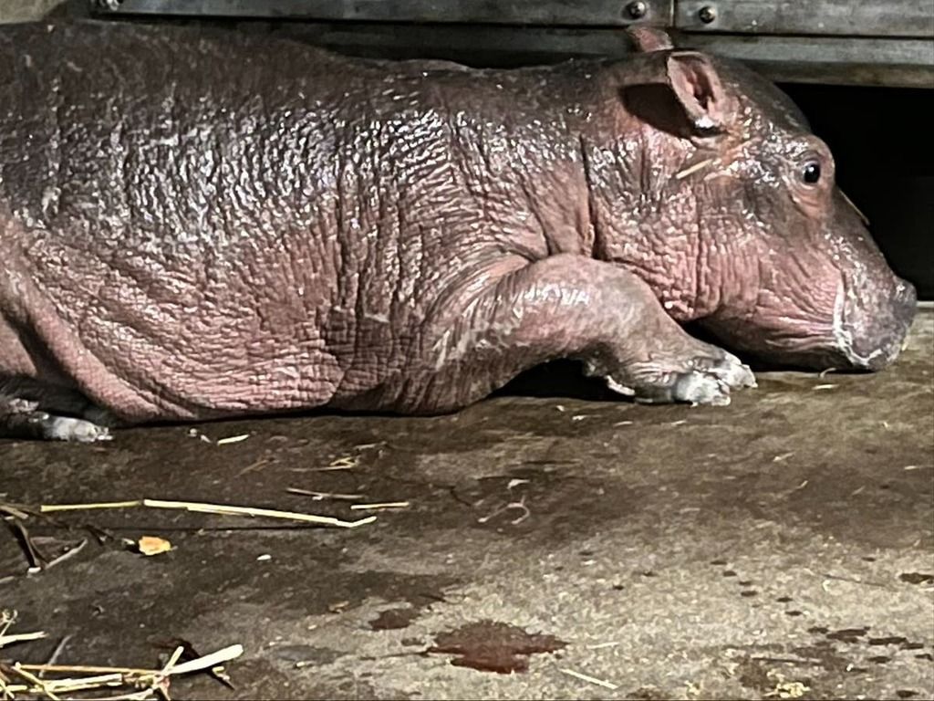 Fiona the hippo becomes big sister as Cincinnati Zoo…