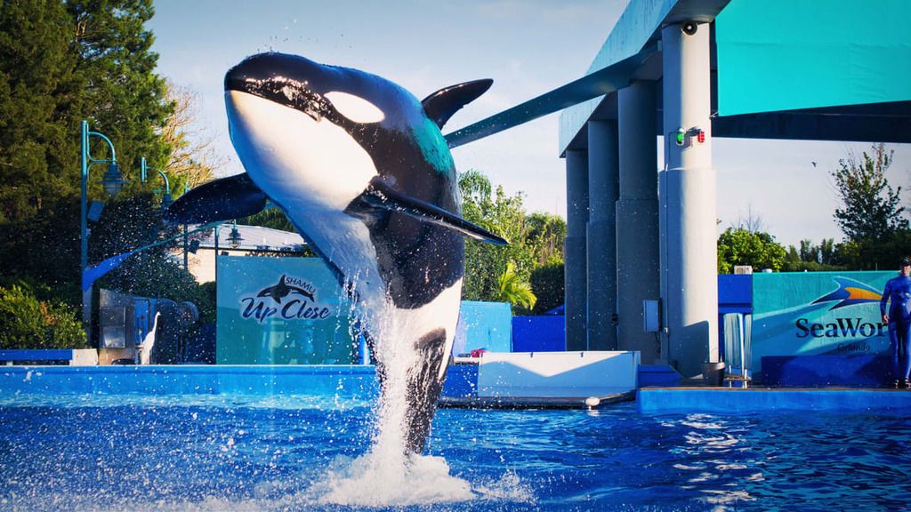 SeaWorld Making Big Move to Take on Disney, Universal…