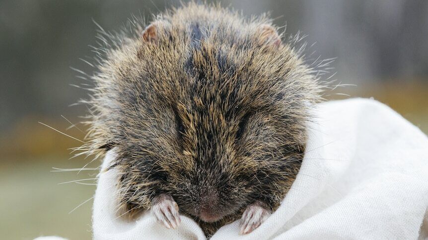 Landmark rediscovery of endangered native rodent at…