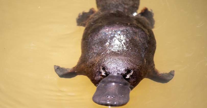 Does a platypus have a stomach?