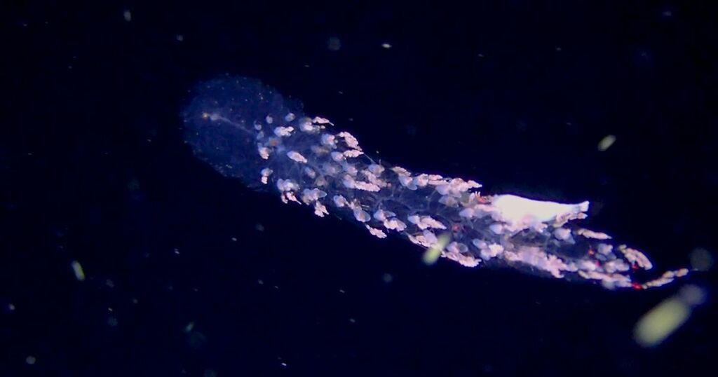 Ghostly sea creature which is almost totally…