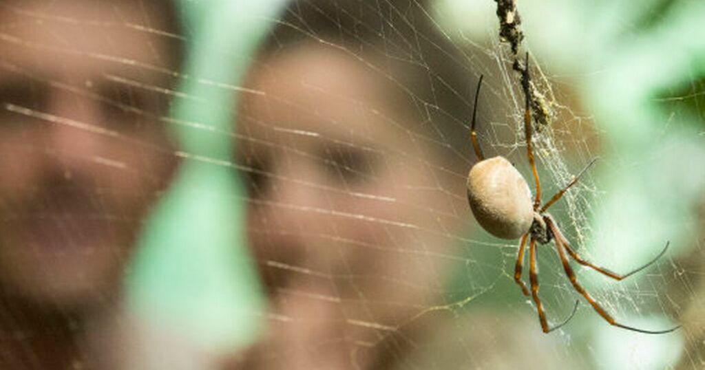 Guide to UK's spiders that may pay you a visit