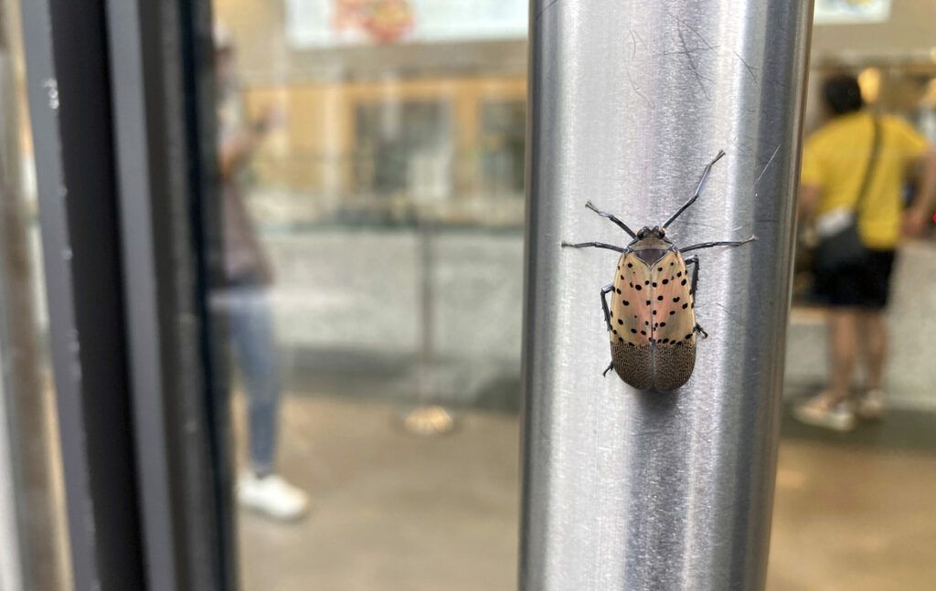 The spotted lanternfly insect and why people are being…