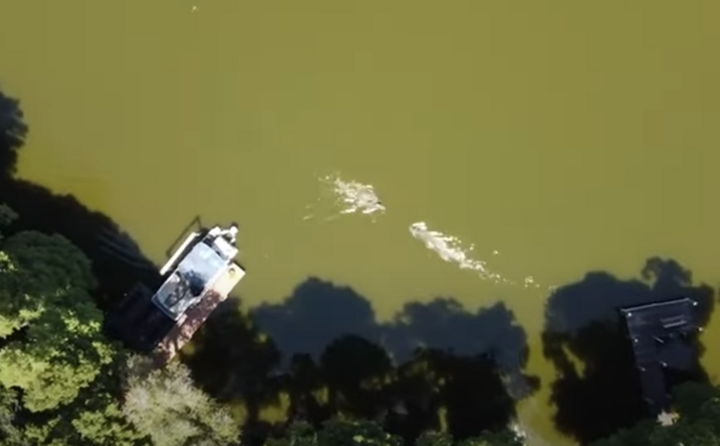 Drone captures vicious alligator attack as Florida man…
