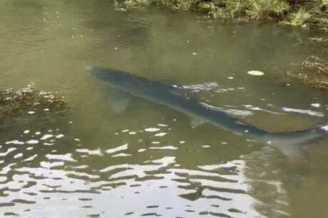 Cornwall: Blue shark spotted in Cornish estuary sparks…