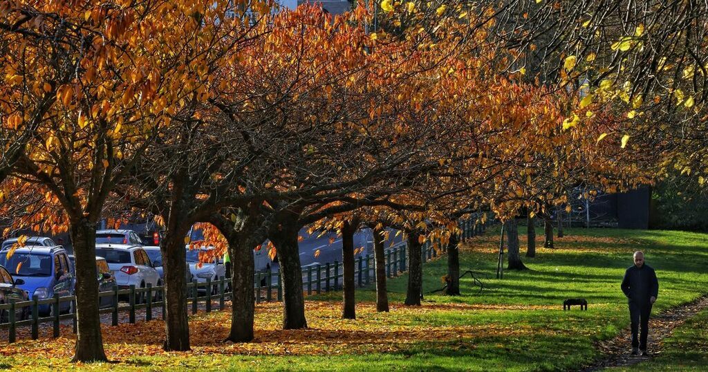 Real reason 'stressed' trees think it's autumn and are…