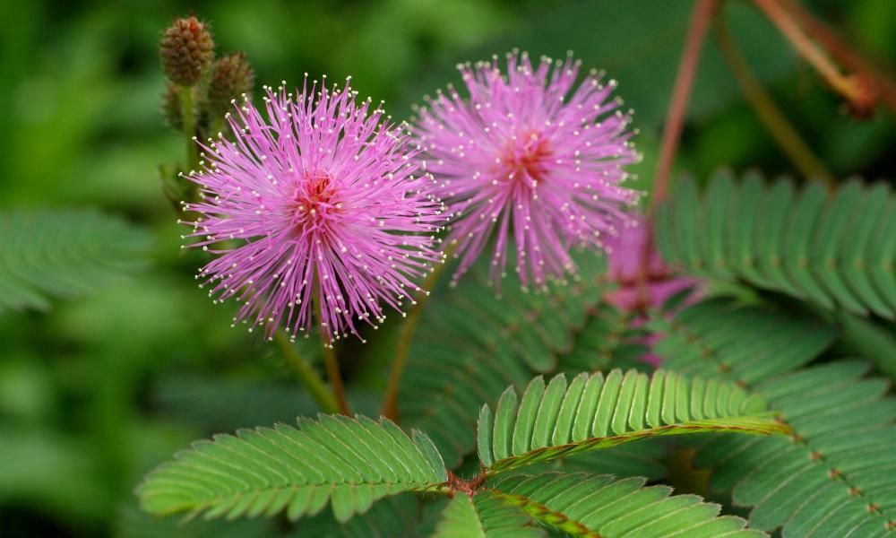 Planta Sapiens by Paco Calvo review – talk to your…