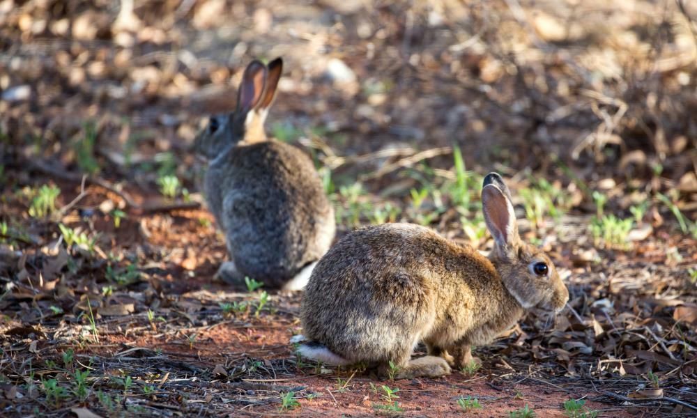Australia’s rabbit invasion traced back to single…