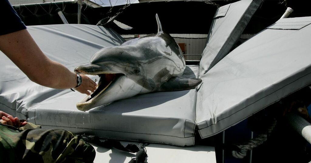 Navy-trained dolphin that can hunt underwater mines…