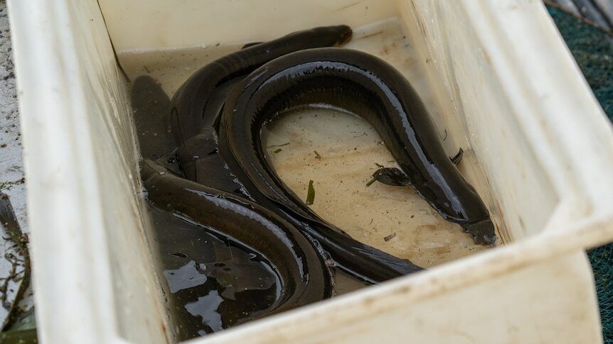 Freshwater eel research by Arthur Rylah Institute…
