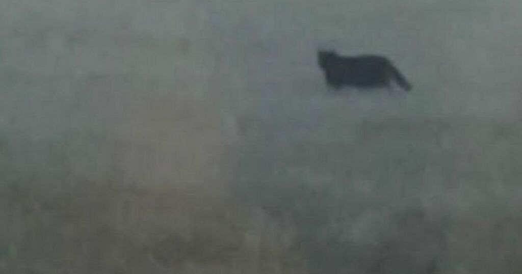 Mum spots 'puma-sized' black cat prowling outside care…