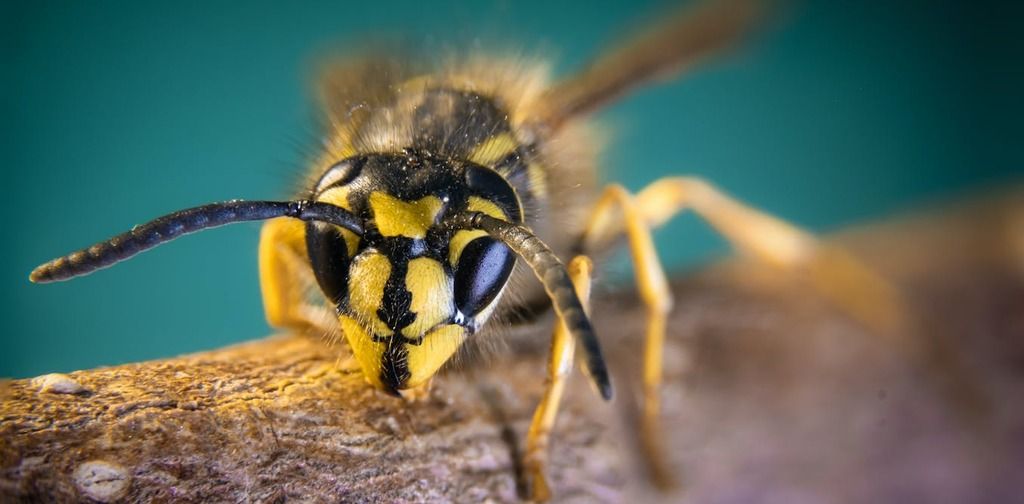 Plagues of wasps? A scientist explains why you…