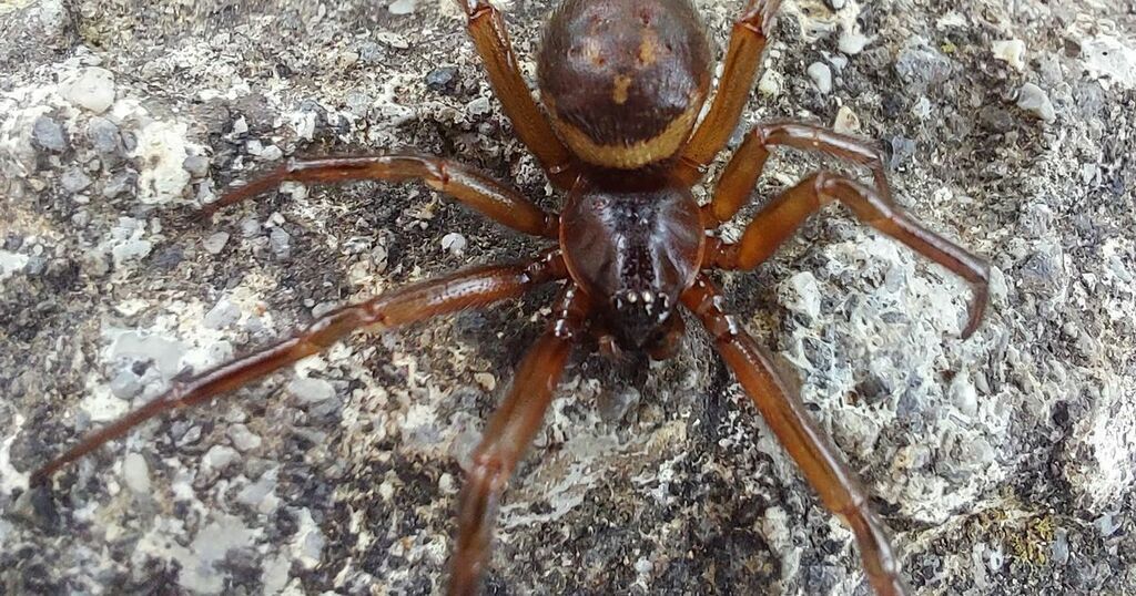 Noble false widow spider 230 times more poisonous than…