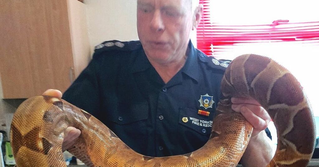 Firefighters called to rescue boa constrictor snake…