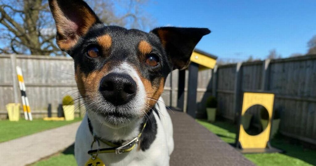 Six adorable Edinburgh dogs hoping to get new forever…