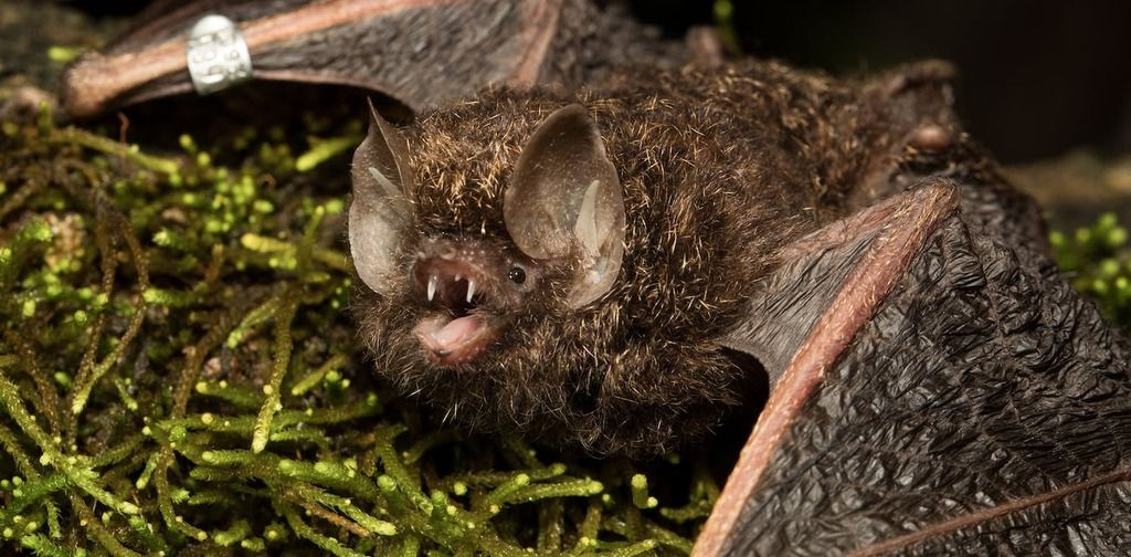This spider-eating, nest-sharing bat was once safe…