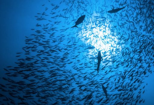 Climate change leading to frequency of fish mass…
