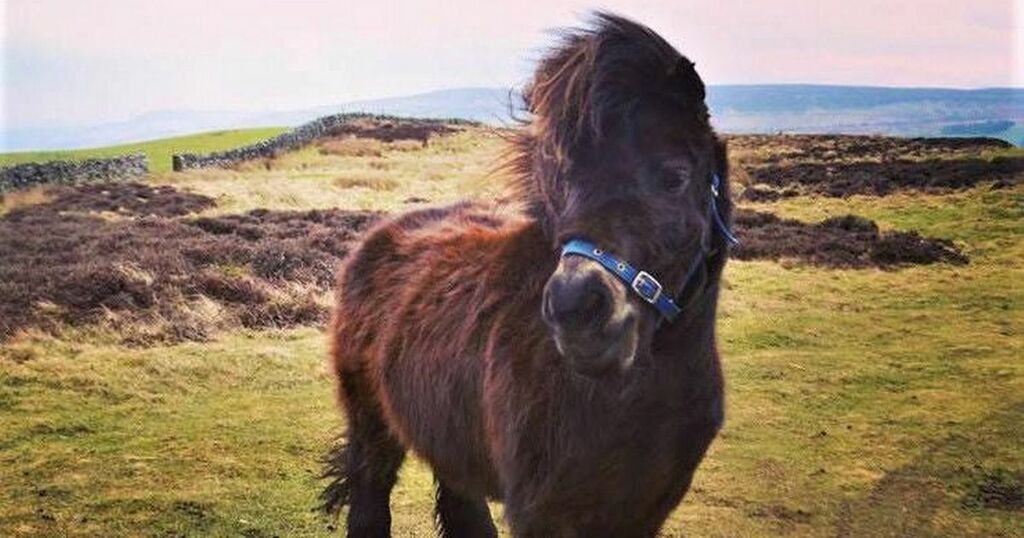 Meet Scotland's marvellous Shetland Ponies a miniature…