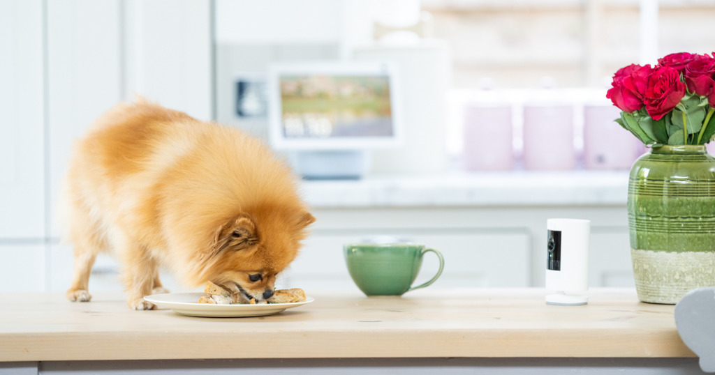 Most badly behaved dogs ranked - with greyhound…