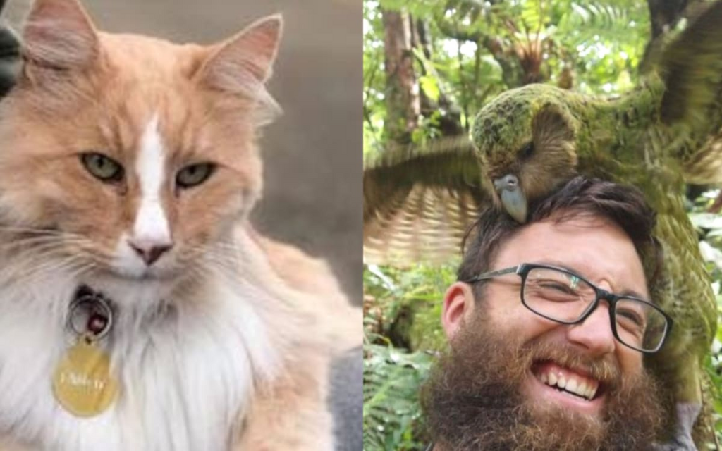 Mittens, move over: Aotearoa's most iconic animals