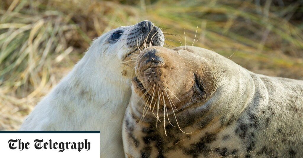 Death of seal pup prompts warning to keep dogs away…