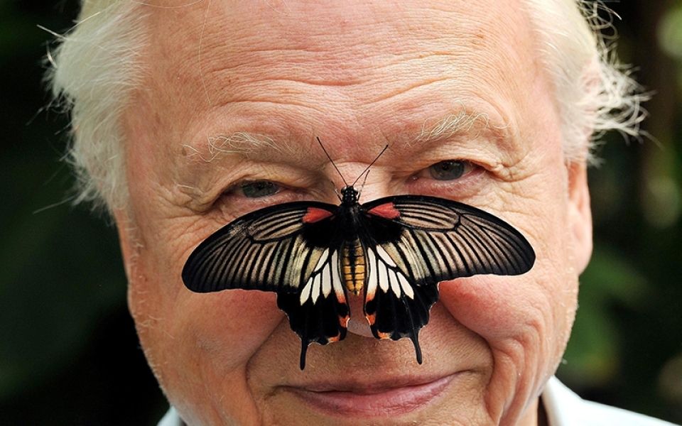 Sir David Attenborough pens charming letter to young…