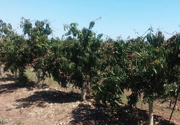The 100-year-old mango grove