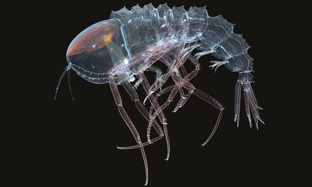 Discovered in the deep: the crustacean with eyes for a…