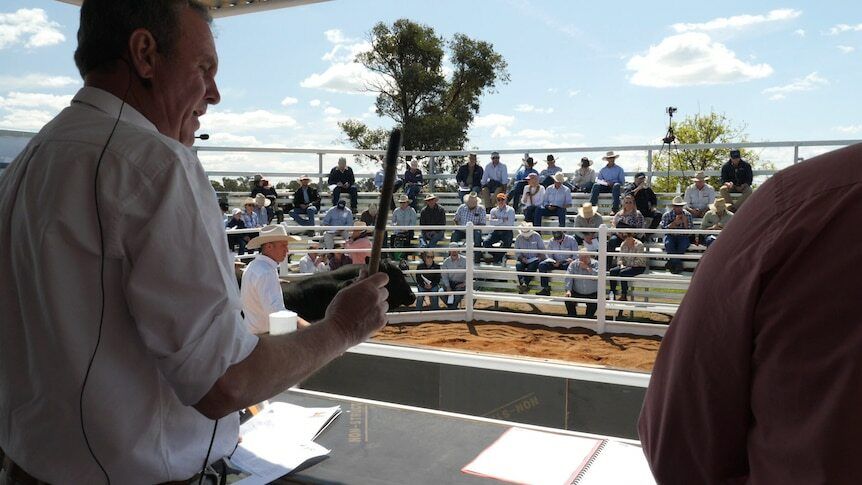Australia's historic Goonoo Goonoo Station sees stud…