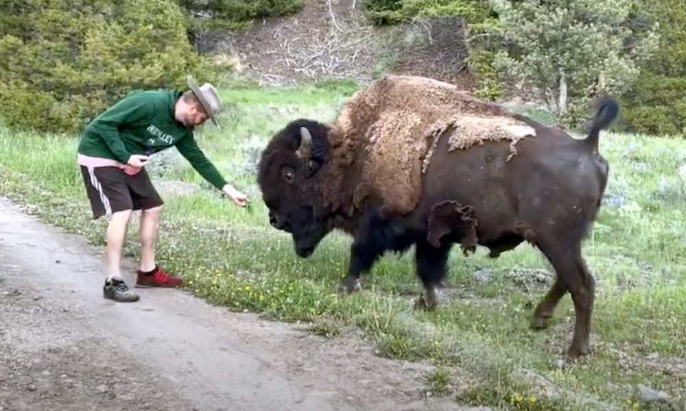 Watch: Man tries feeding bison near Yellowstone; it…
