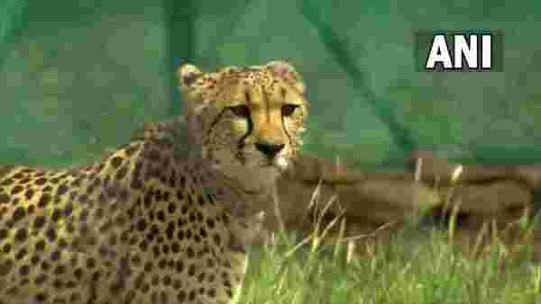 PM Narendra Modi releases 8 Cheetahs in MP's Kuno…