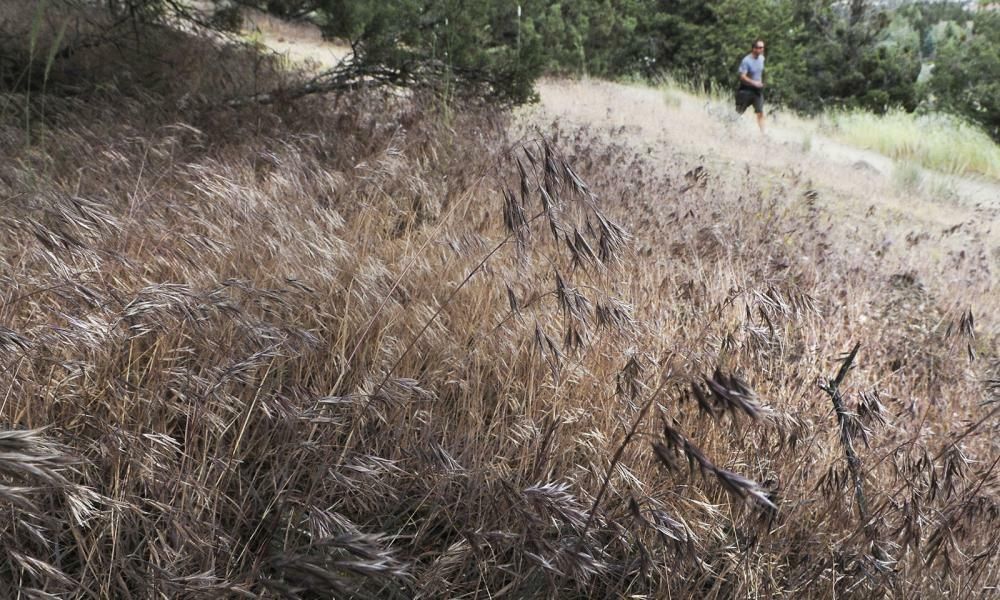Plantwatch: how baffling cheatgrass invaded the US west