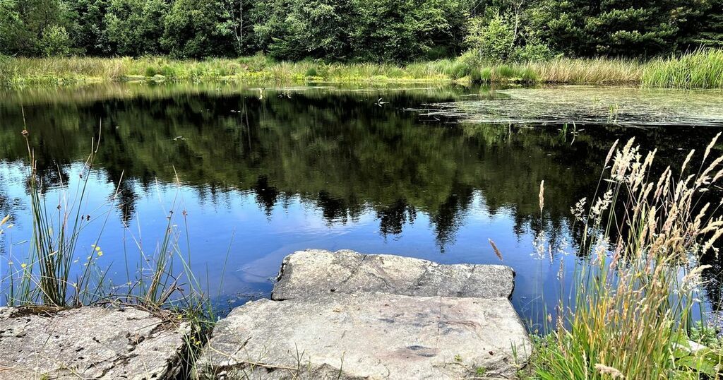 Welsh forest with its own gold mine on the market for…