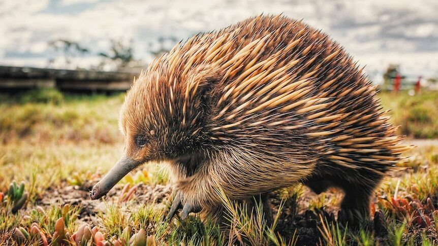 Secret life of echidnas revealed as native animal uses…