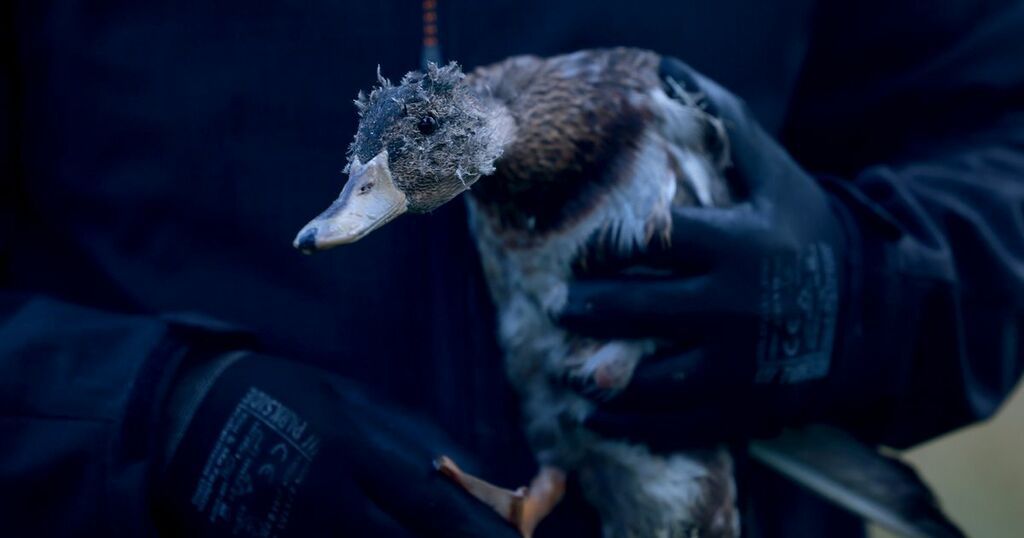 Meet Stumpy - the young duck in desperate need of a…