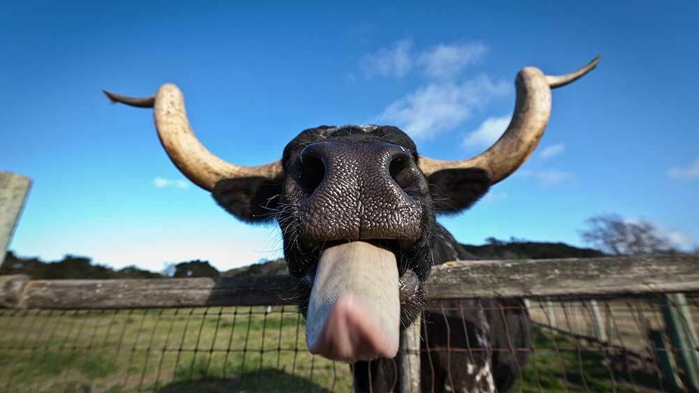 Dow Jones Futures: Treasury Yields Fall With Inflation…