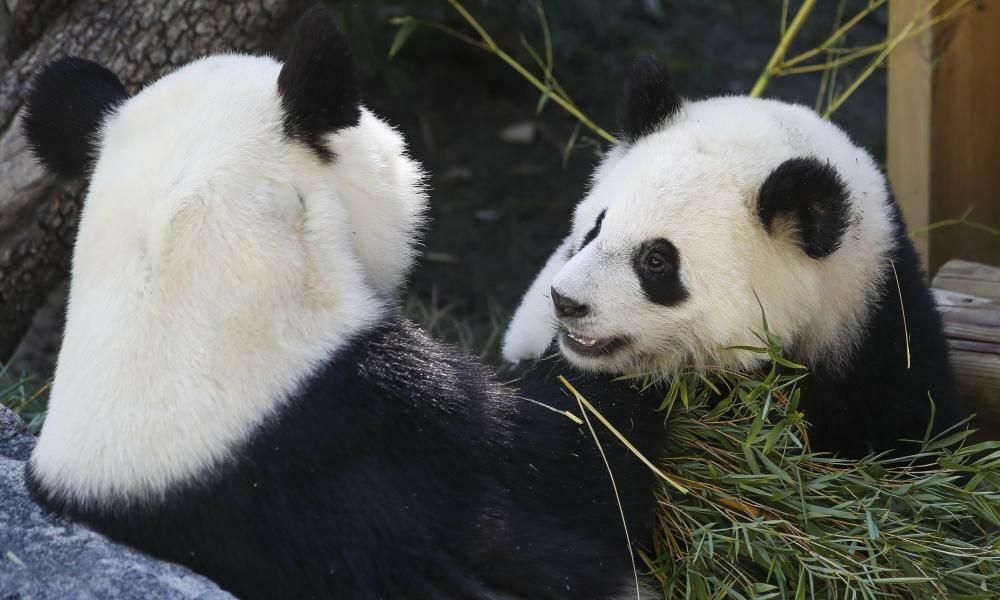 Which British zoo has two giant pandas? The Saturday…