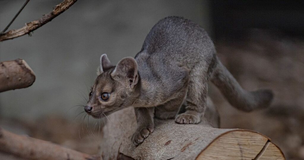 Rare fossa triplets born at Chester Zoo for the first…