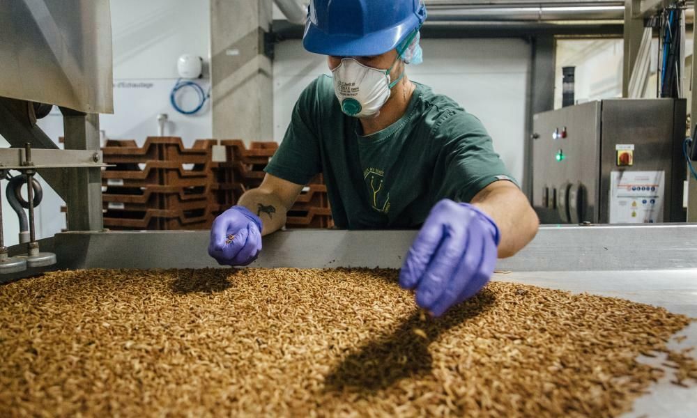 Cordon bleugh? Worms and crickets could soon be…