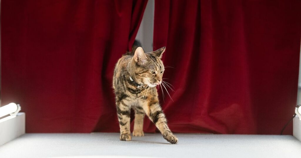 Cat owners "baffled" by their pet's behaviours