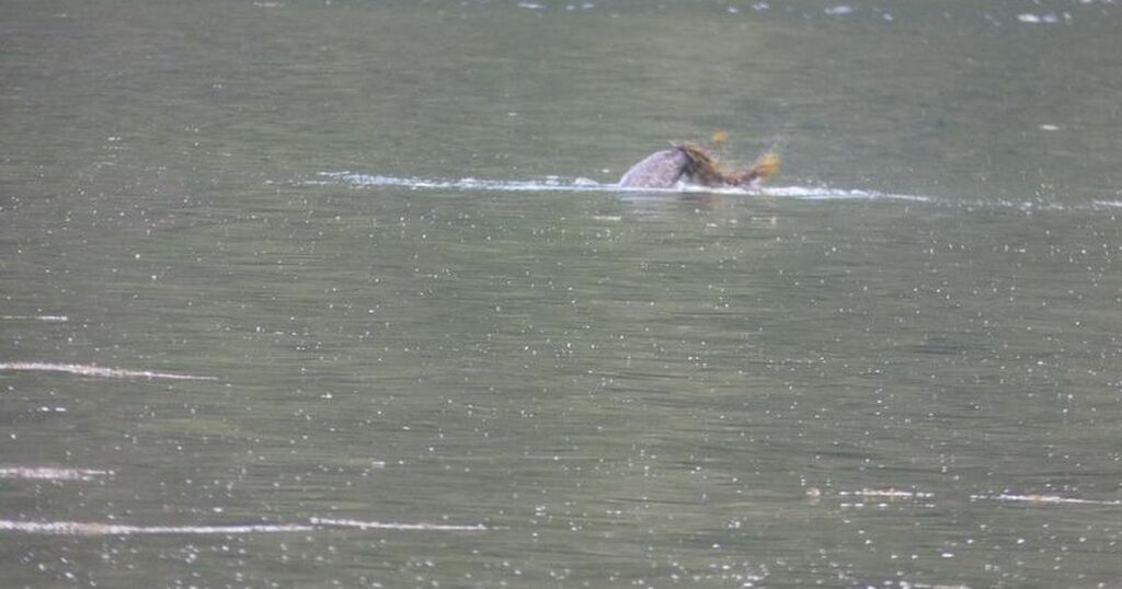 Strange Scottish creature spotted in Loch Long could…