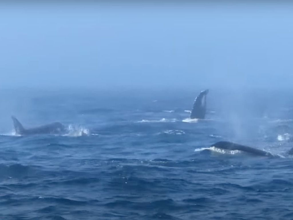 Orcas attack humpback whales in sea battle off…